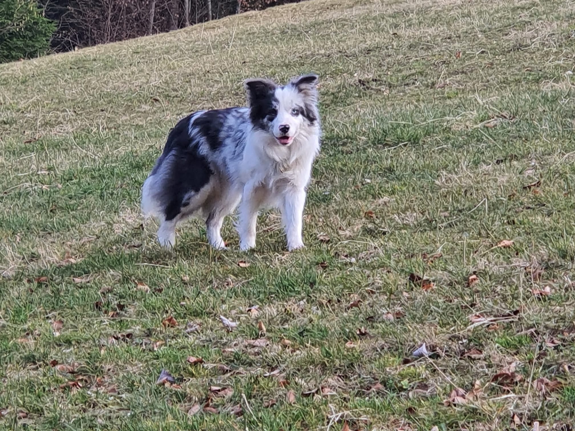 Geplante Würfe 2023 – Willkommen bei den Border Collies